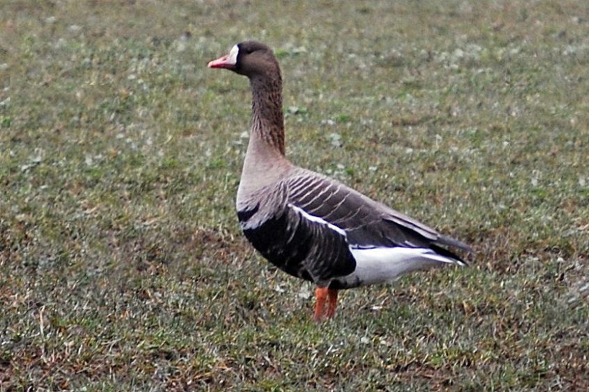 Kolgans - Faunabeheereenheid Zuid-Holland