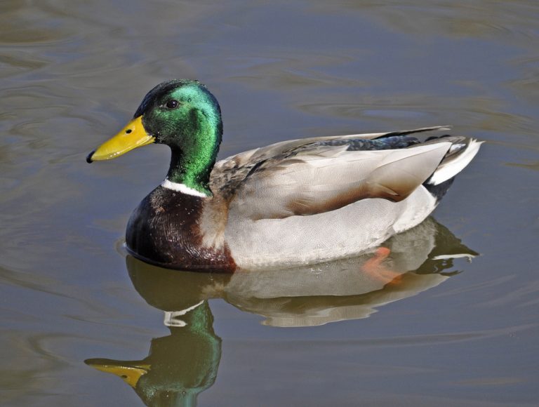Wilde eend - Faunabeheereenheid Zuid-Holland