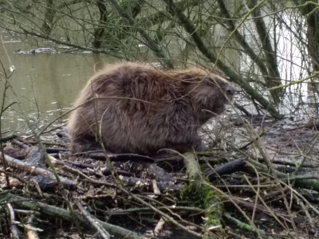 Bever - Faunabeheereenheid Zuid-Holland